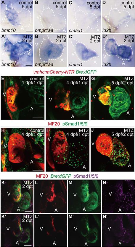 BMP and Notch Signaling Pathways differentially regulate Cardiomyocyte ...