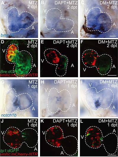 BMP and Notch Signaling Pathways differentially regulate Cardiomyocyte ...