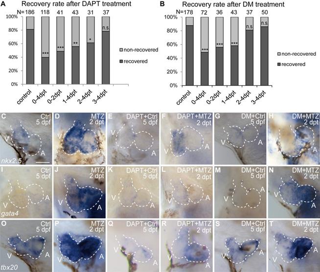 BMP and Notch Signaling Pathways differentially regulate Cardiomyocyte ...