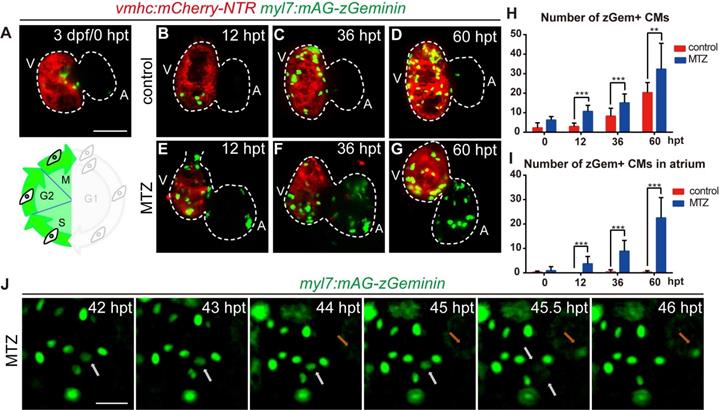 BMP and Notch Signaling Pathways differentially regulate Cardiomyocyte ...