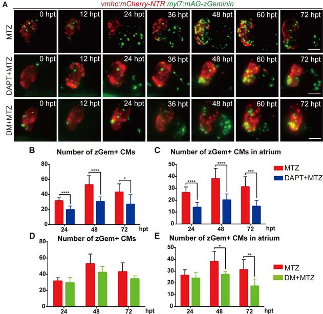 BMP and Notch Signaling Pathways differentially regulate Cardiomyocyte ...
