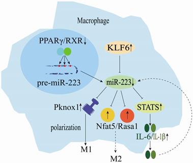 miR-223: An Effective Regulator of Immune Cell Differentiation and ...