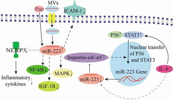 miR-223: An Effective Regulator of Immune Cell Differentiation and ...