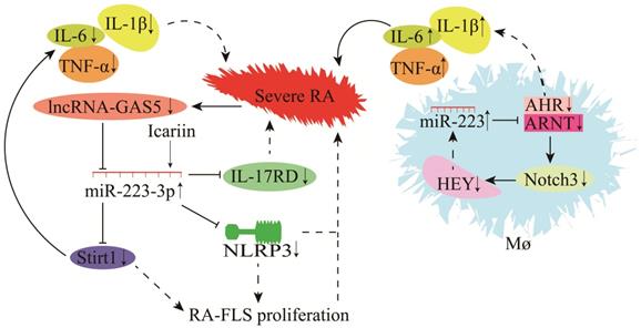 miR-223: An Effective Regulator of Immune Cell Differentiation and ...