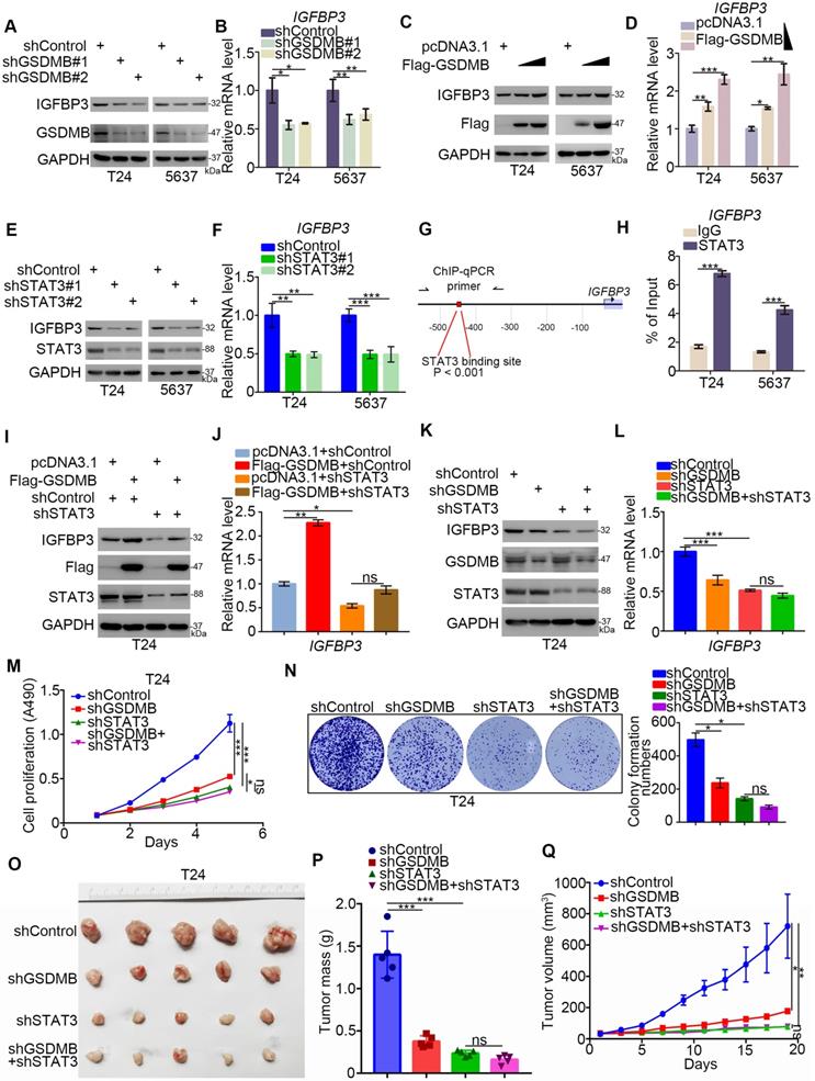 USP24-GSDMB complex promotes bladder cancer proliferation via ...