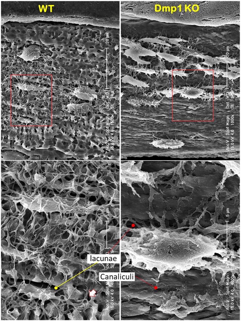 Osteocytes but not osteoblasts directly build mineralized bone structures