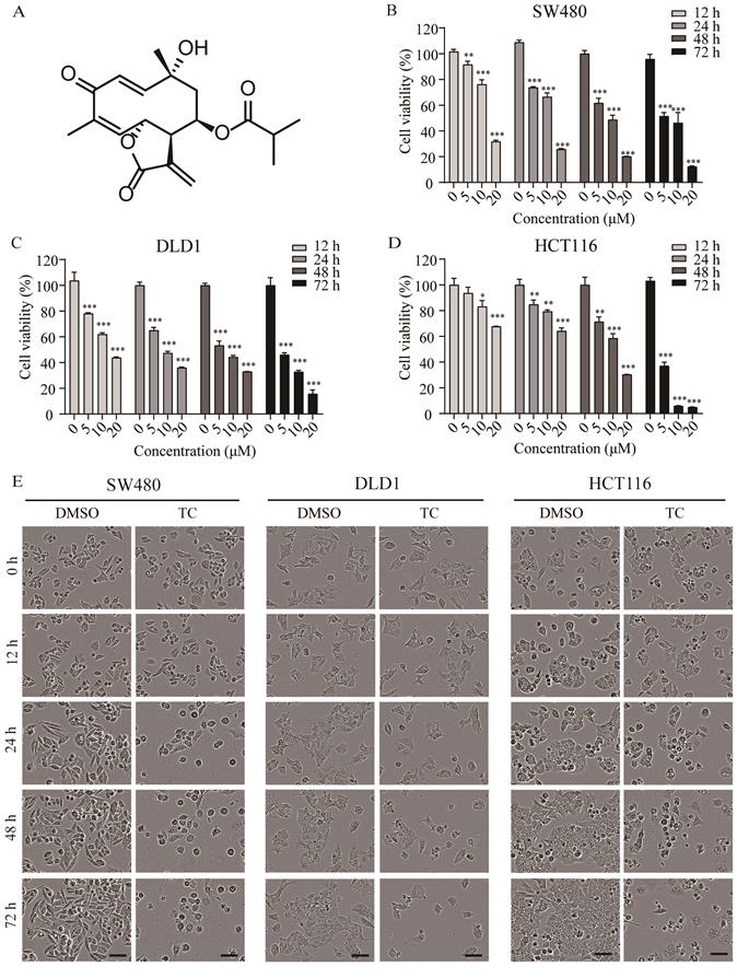Tagitinin C induces ferroptosis through PERK-Nrf2-HO-1 signaling pathway in colorectal cancer cells