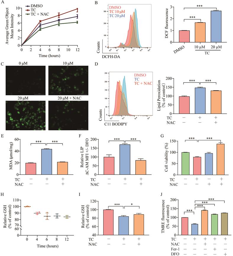Tagitinin C induces ferroptosis through PERK-Nrf2-HO-1 signaling ...