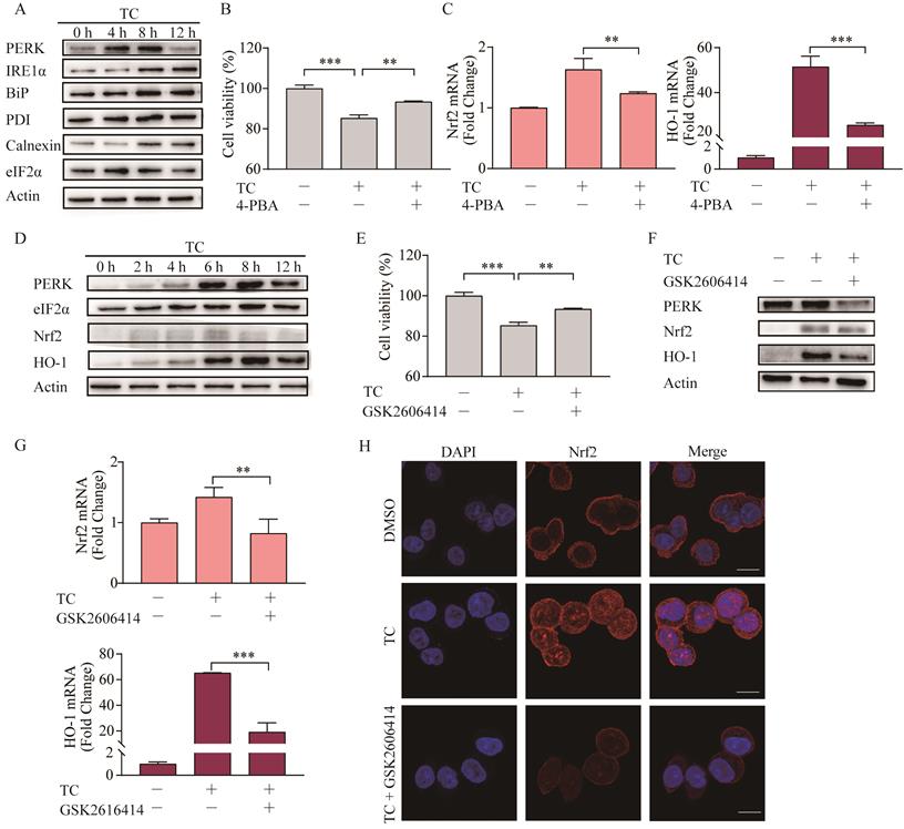 Tagitinin C induces ferroptosis through PERK-Nrf2-HO-1 signaling ...