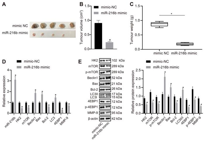 MicroRNA-216b targets HK2 to potentiate autophagy and apoptosis of ...