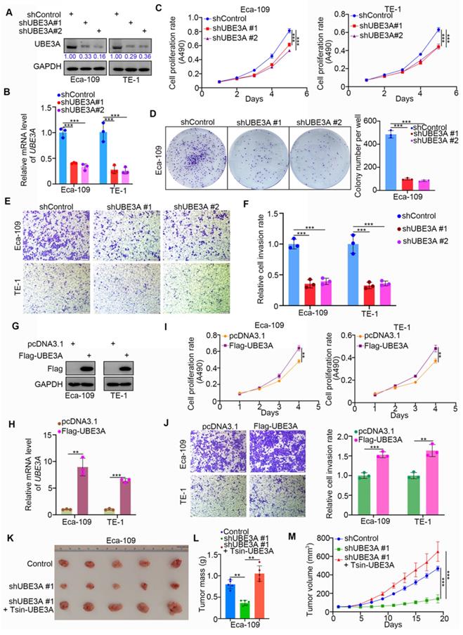UBE3A activates the NOTCH pathway and promotes esophageal cancer ...