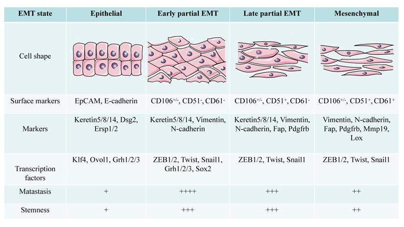 Partial EMT in Squamous Cell Carcinoma: A Snapshot
