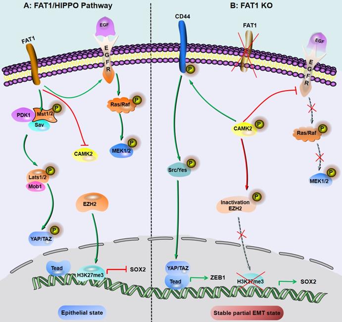 Partial EMT in Squamous Cell Carcinoma: A Snapshot