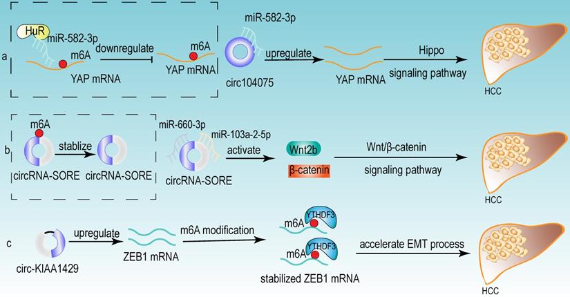 The functional roles, cross-talk and clinical implications of m6A modification and circRNA in ...