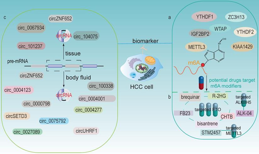 The functional roles, cross-talk and clinical implications of m6A modification and circRNA in ...