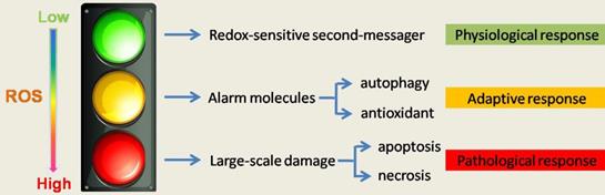 ATM at the crossroads of reactive oxygen species and autophagy