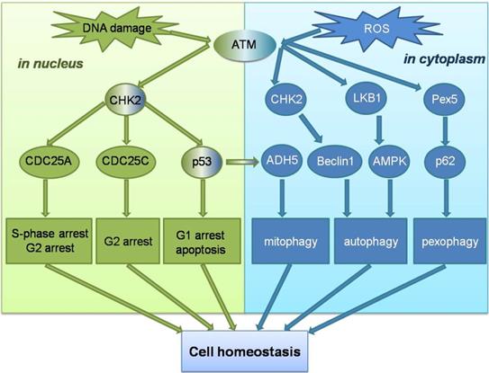 ATM at the crossroads of reactive oxygen species and autophagy