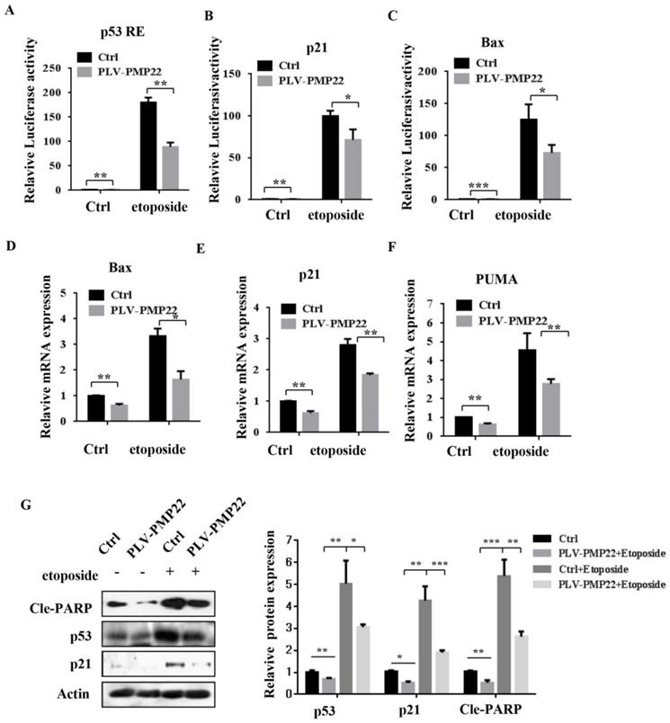 Inhibition of protein PMP22 enhances etoposide-induced cell apoptosis ...