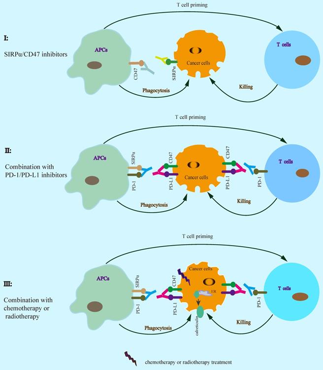 CD47/SIRPα pathway mediates cancer immune escape and immunotherapy