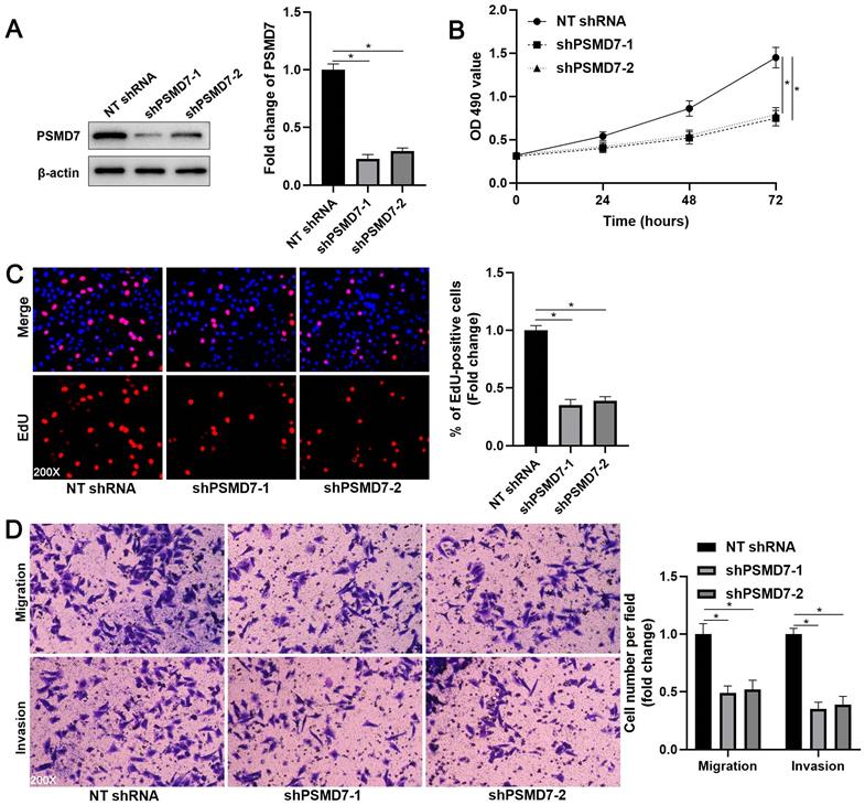 Deubiquitinase PSMD7 promotes the proliferation, invasion, and ...