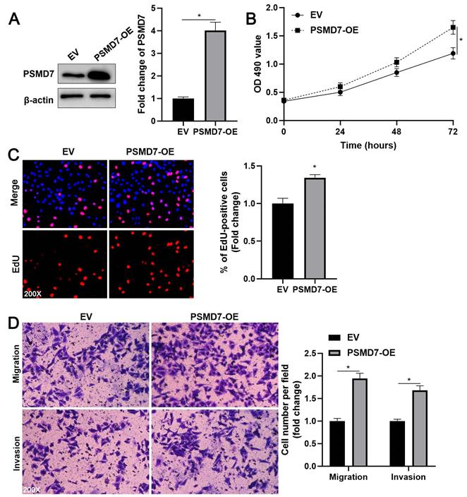 Deubiquitinase PSMD7 promotes the proliferation, invasion, and ...
