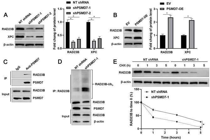 Deubiquitinase PSMD7 promotes the proliferation, invasion, and ...