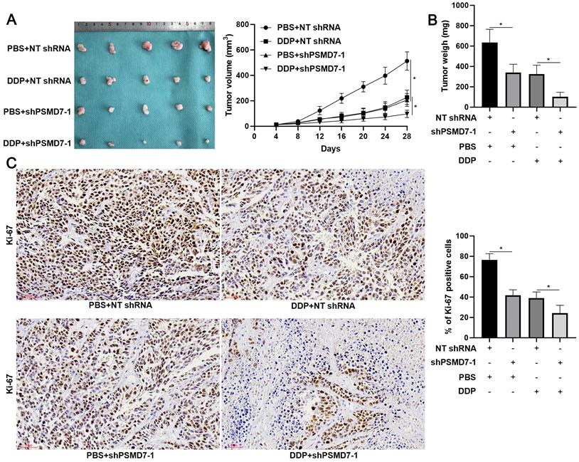 Deubiquitinase PSMD7 promotes the proliferation, invasion, and ...