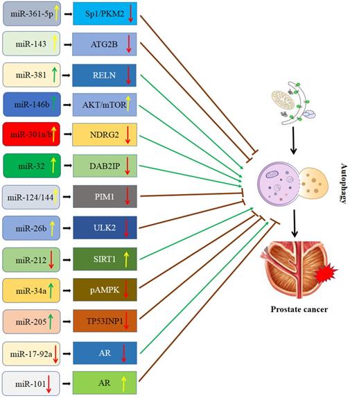 Crucial Roles of microRNA-Mediated Autophagy in Urologic Malignancies