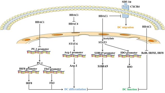 Preclinical and clinical progress for HDAC as a putative target for ...
