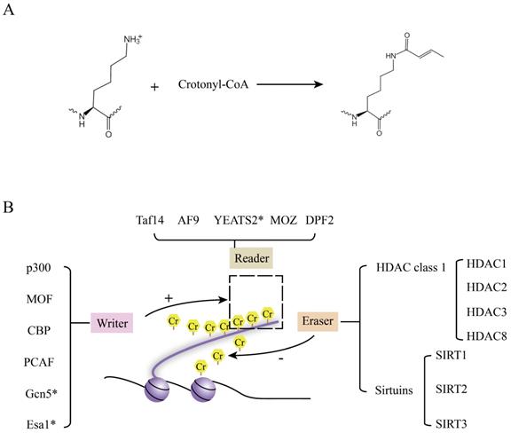 The Function and related Diseases of Protein Crotonylation