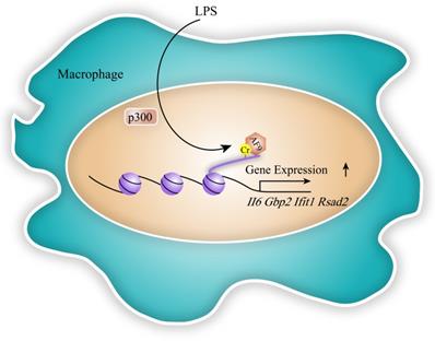 The Function and related Diseases of Protein Crotonylation