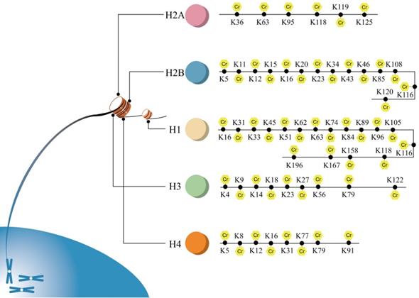 The Function and related Diseases of Protein Crotonylation