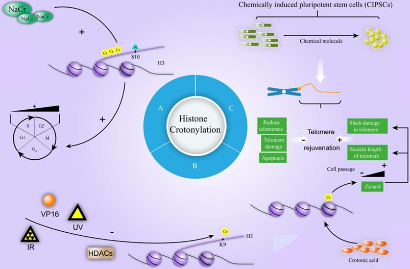 The Function and related Diseases of Protein Crotonylation