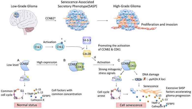 CCNB2/SASP/Cathepsin B & PGE2 Axis Induce Cell Senescence Mediated ...