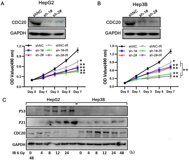CDC20 regulates the cell proliferation and radiosensitivity of P53 ...