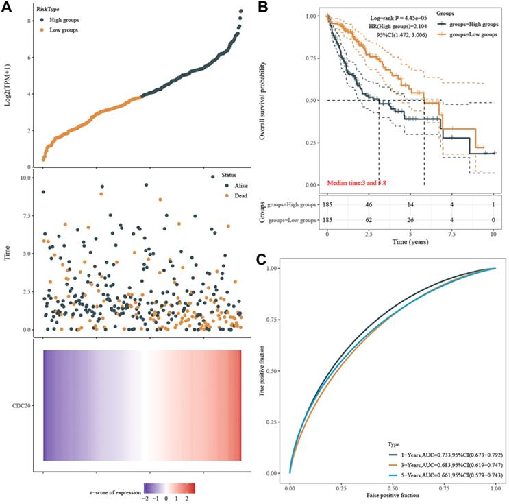 CDC20 regulates the cell proliferation and radiosensitivity of P53 ...