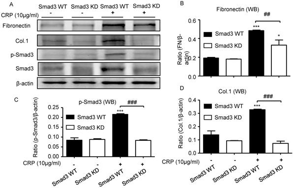 Deletion of Smad3 protects against C-reactive protein-induced renal ...