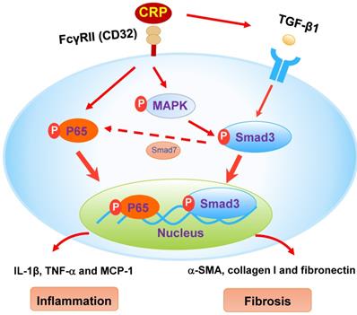 Deletion of Smad3 protects against C-reactive protein-induced renal ...