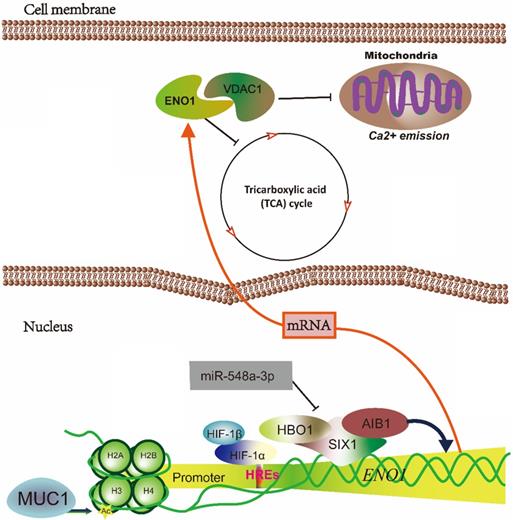 Enolase 1, a Moonlighting Protein, as a Potential Target for Cancer ...