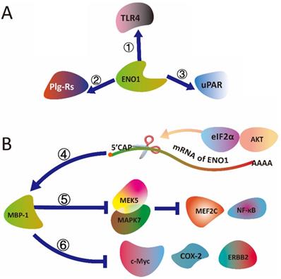 Enolase 1, a Moonlighting Protein, as a Potential Target for Cancer ...