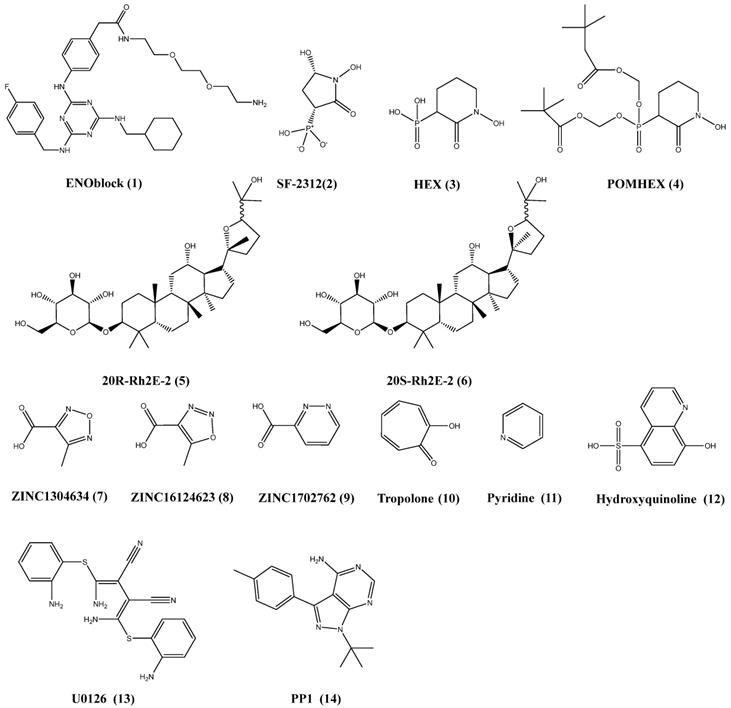 Enolase 1, a Moonlighting Protein, as a Potential Target for Cancer ...