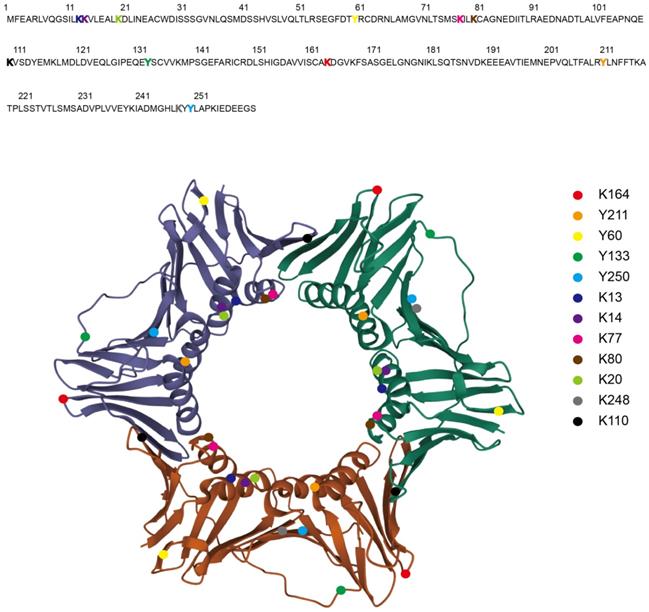 Post-Translational Modifications of PCNA in Control of DNA Synthesis ...
