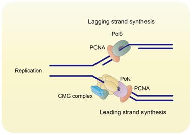 Post-Translational Modifications of PCNA in Control of DNA Synthesis ...
