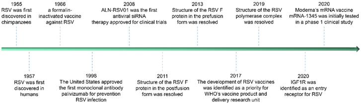 Respiratory syncytial virus: from pathogenesis to potential therapeutic ...