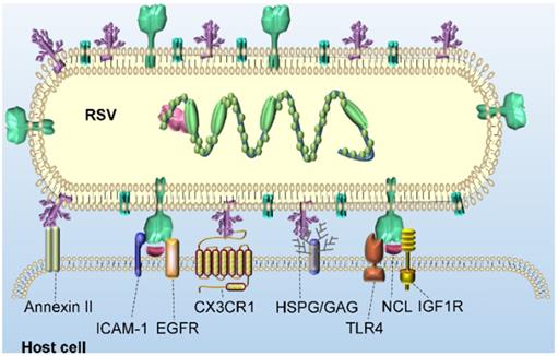 Respiratory syncytial virus: from pathogenesis to potential therapeutic ...