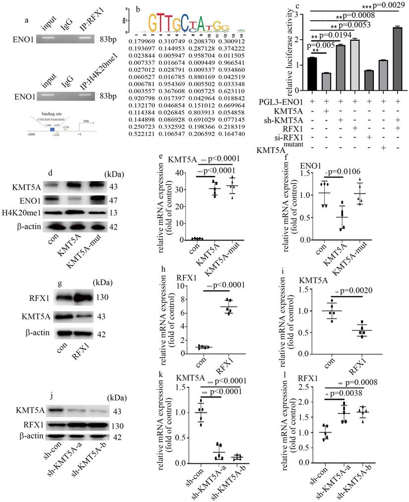 KMT5A downregulation participated in High Glucose-mediated EndMT via ...