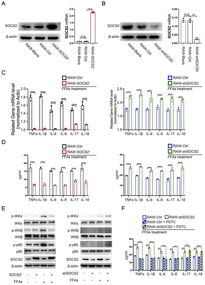 SOCS2 Suppresses Inflammation and Apoptosis during NASH Progression ...