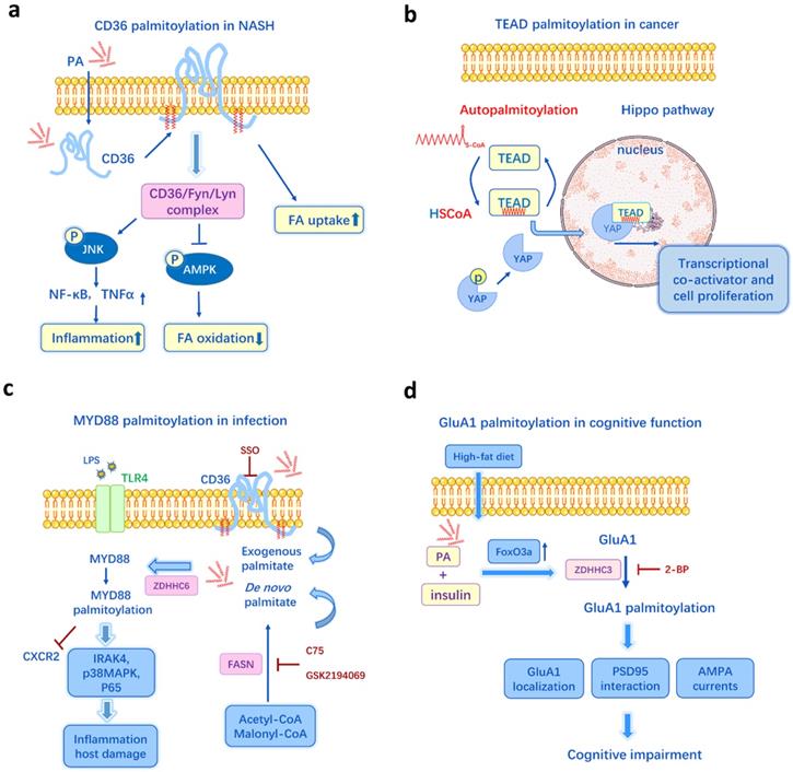 Lipid-induced S-palmitoylation as a Vital Regulator of Cell Signaling ...