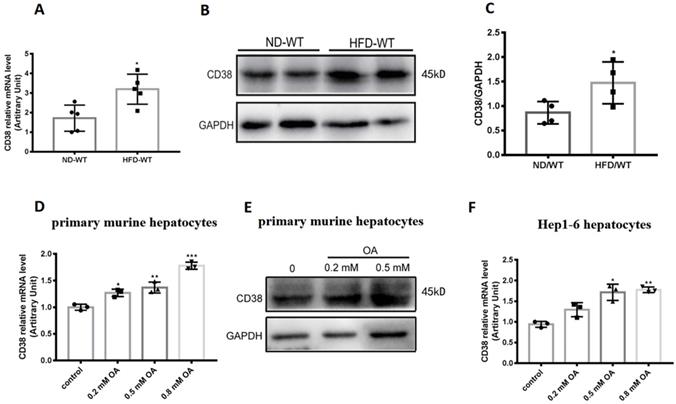 CD38 Deficiency Protects Mice from High Fat Diet-Induced Nonalcoholic ...