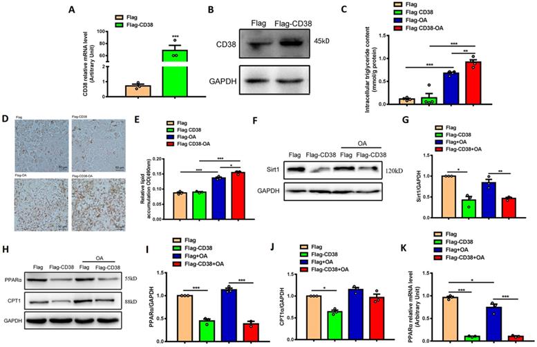 CD38 Deficiency Protects Mice from High Fat Diet-Induced Nonalcoholic ...